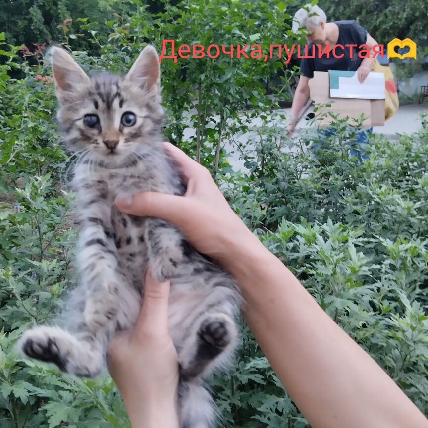Котята в добрые руки, им 2 месяца, обработаны