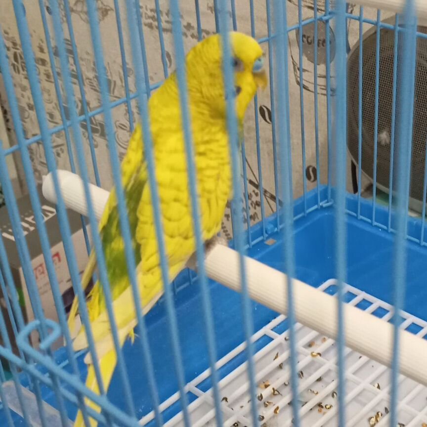 Волнистый попугай