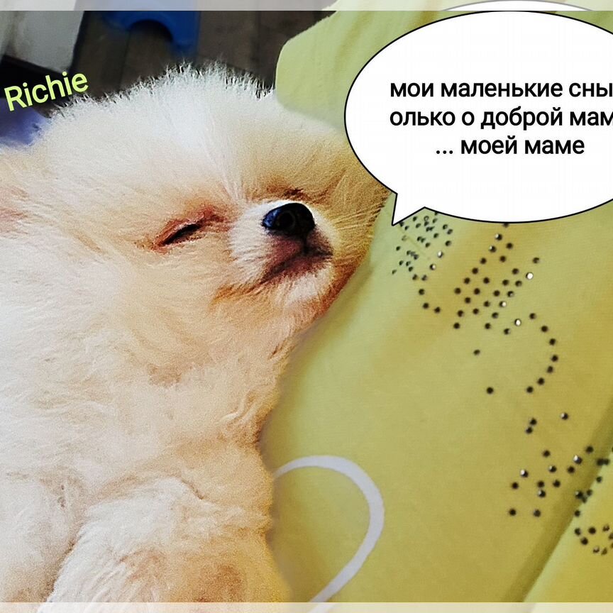 Шпиц