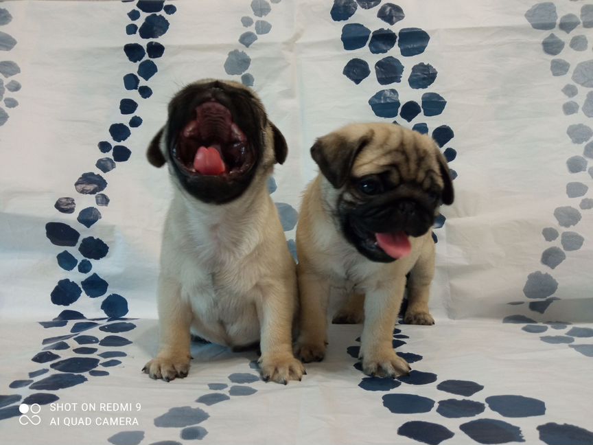 Щенки мопса