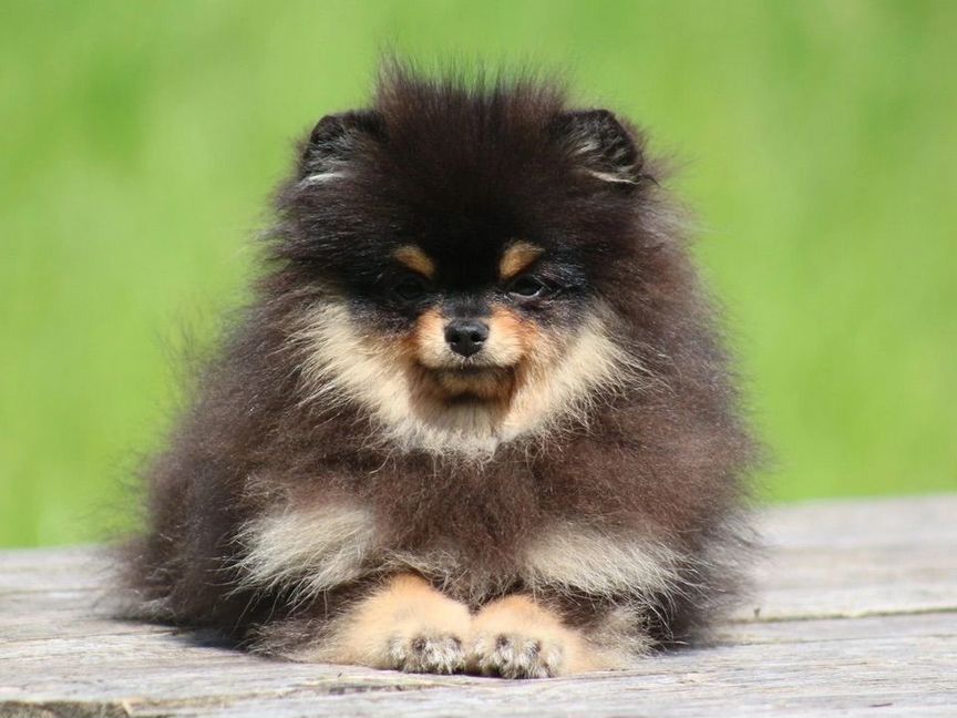 Померанский шпиц