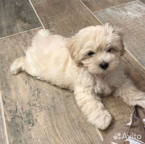 Мальтипу Ф1 малыши мальчики и девочки