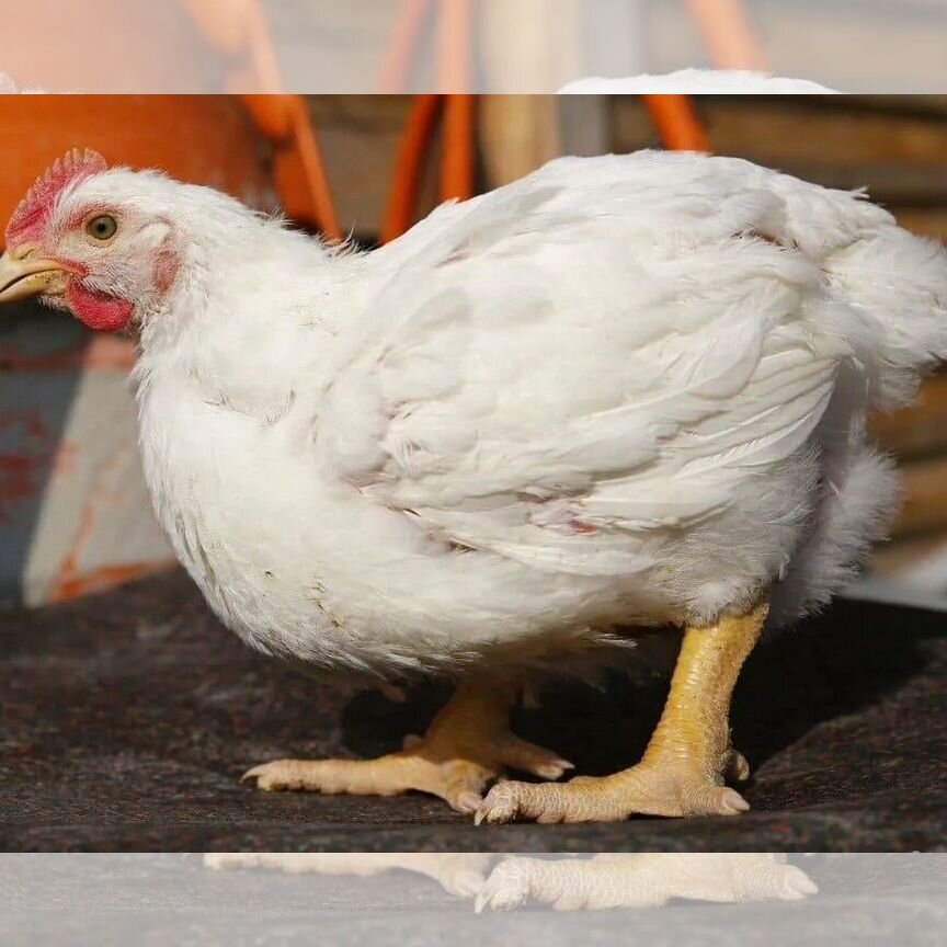 Мясо домашнего бройлера