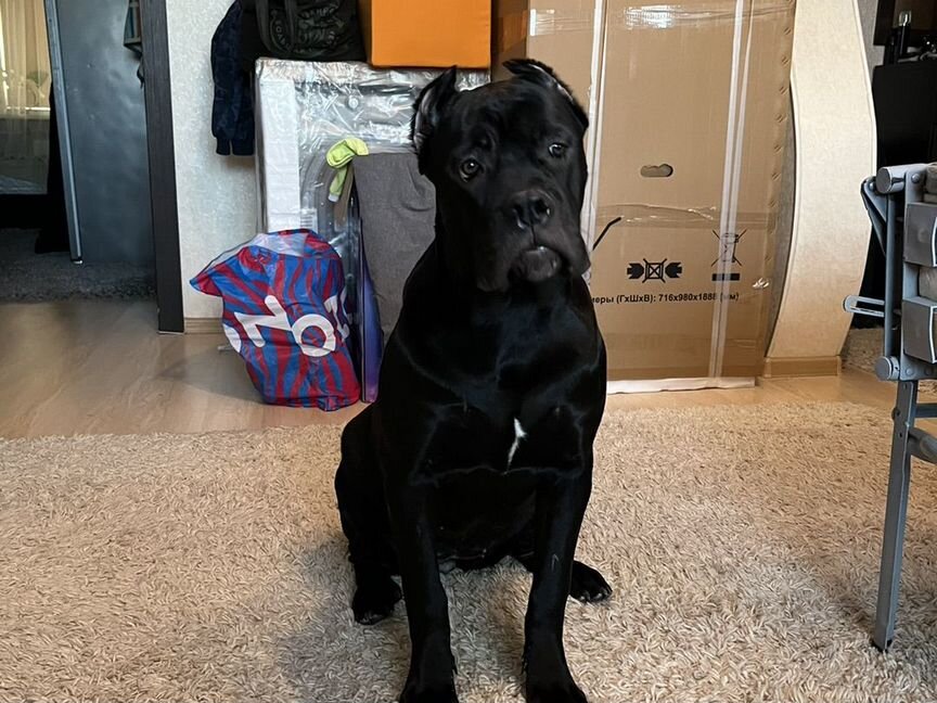 Кане Корсо девочка