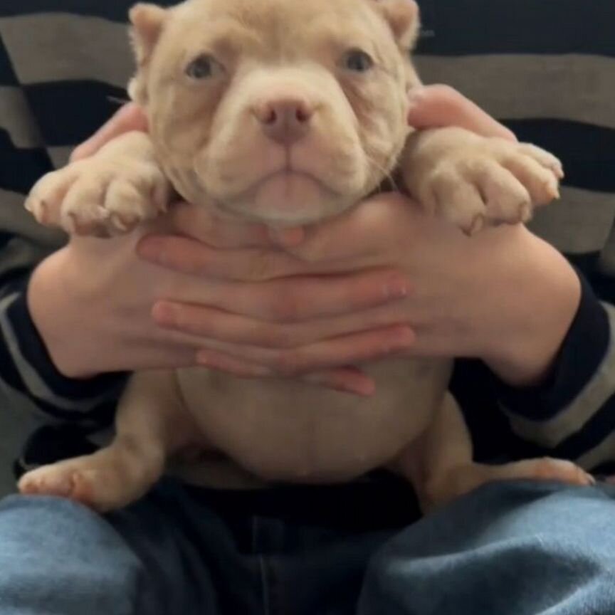 Американский булли покет девочка