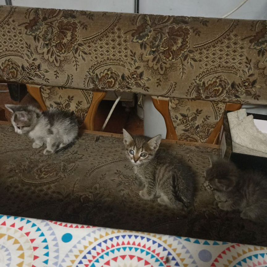 Отдам в добрые руки