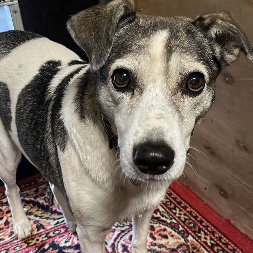 Взрослая собака в добрые руки