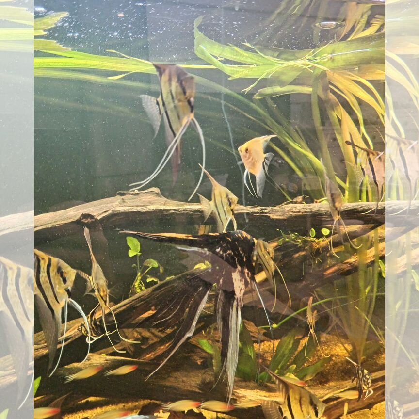 Аквариумные рыбки