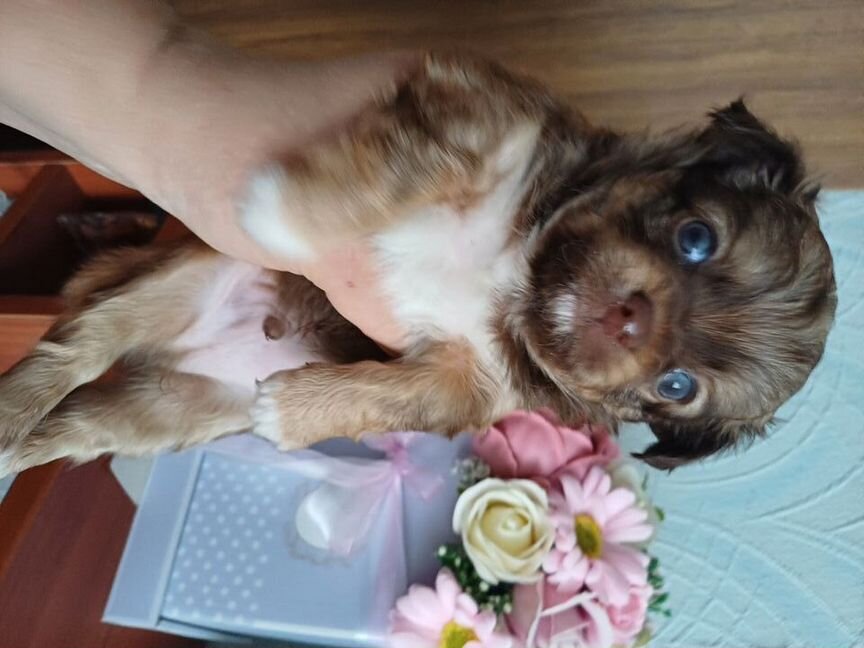 Мальчи кукольные малышки щенки длинношерстчихуахуа