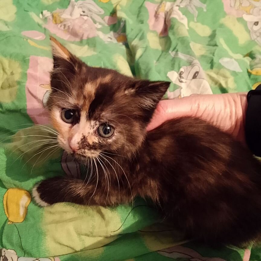 Отдам котят