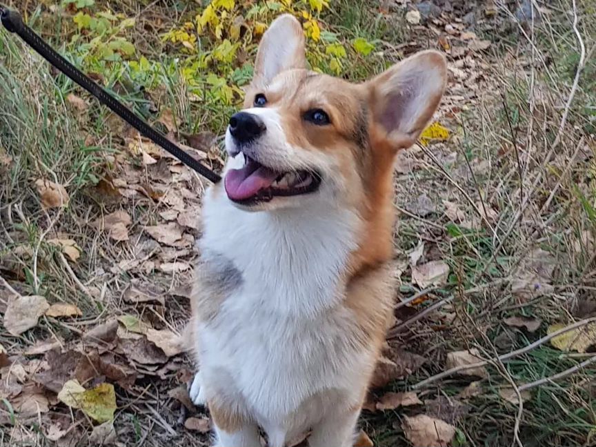 Вельш-корги пемброк вязка