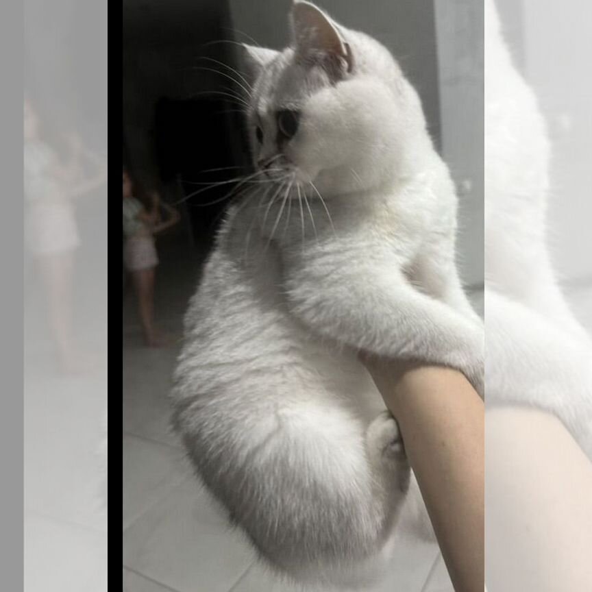 Шотландский прямоухий длинношёрстный котёнок