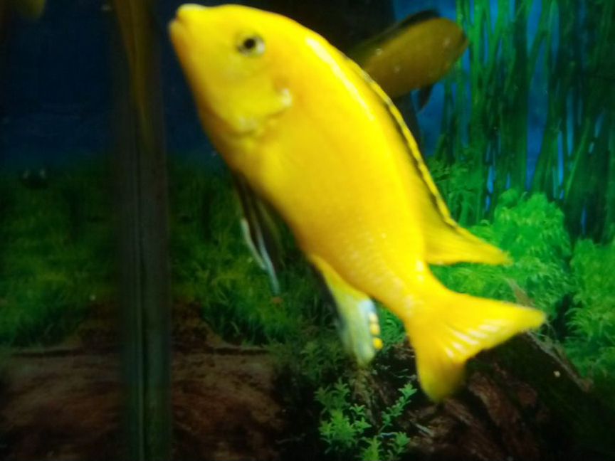 Рыбка Еллоу взрослые