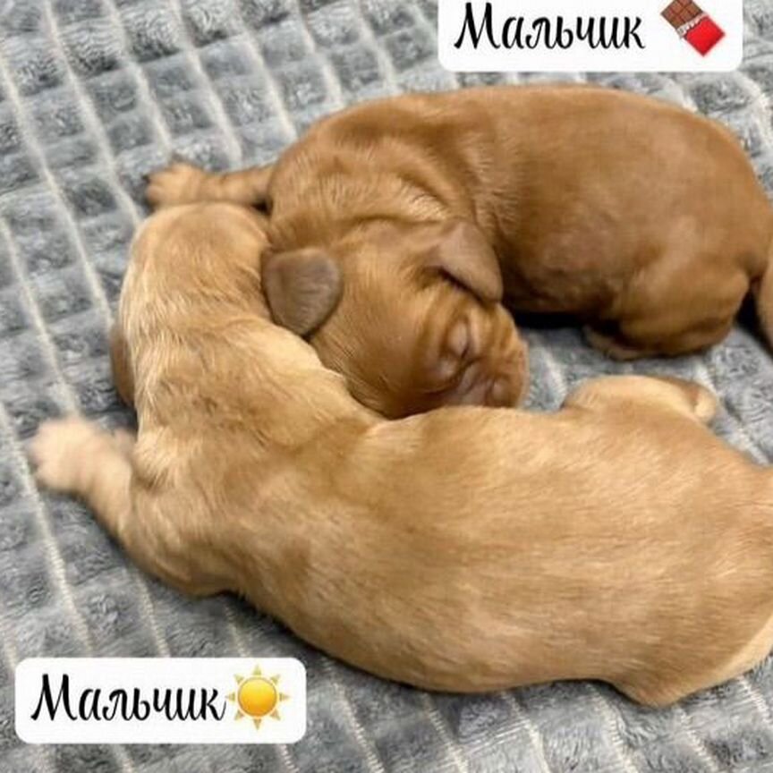 Щенки кокер спаниеля