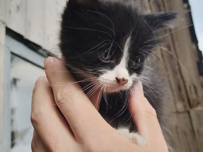 Котенка выкинули. Нужен дом