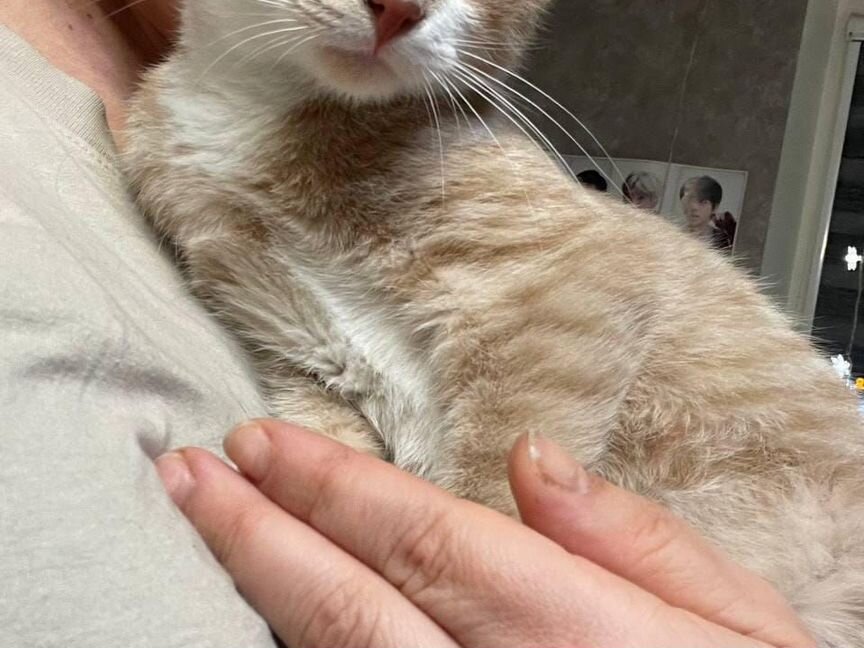 Котёнок Симба ищет дом