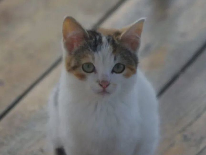 Котенок в добрые руки бесплатно