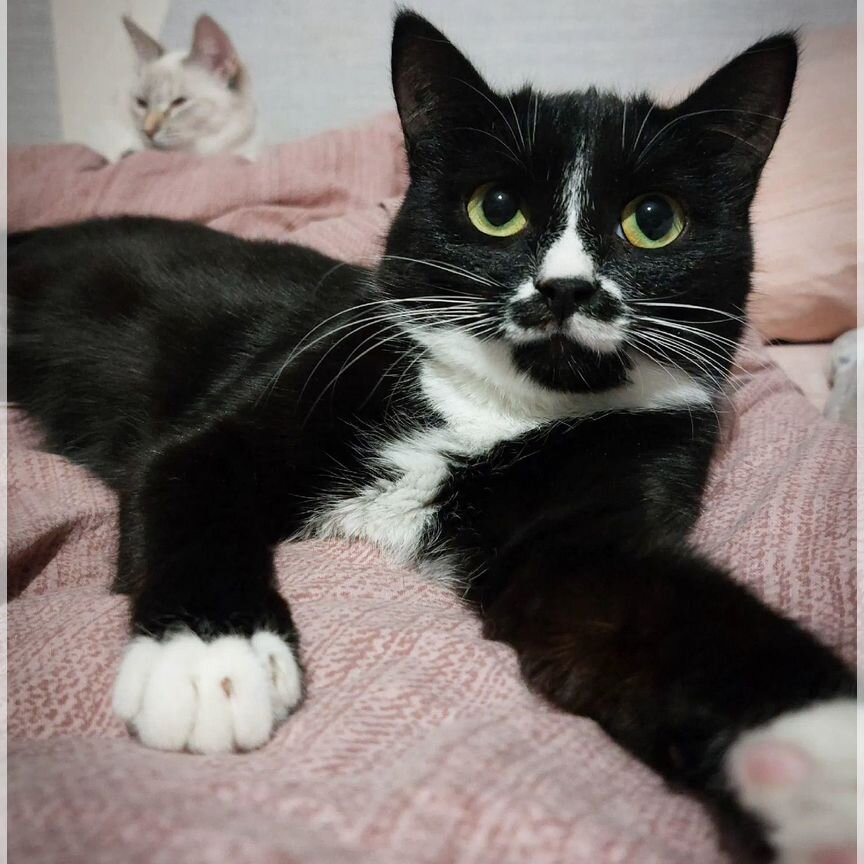 Взрослая, кошка в добрые руки