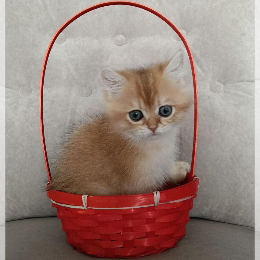 Британский короткошёрстный котёнок