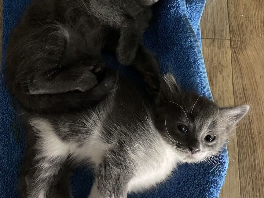 Котята