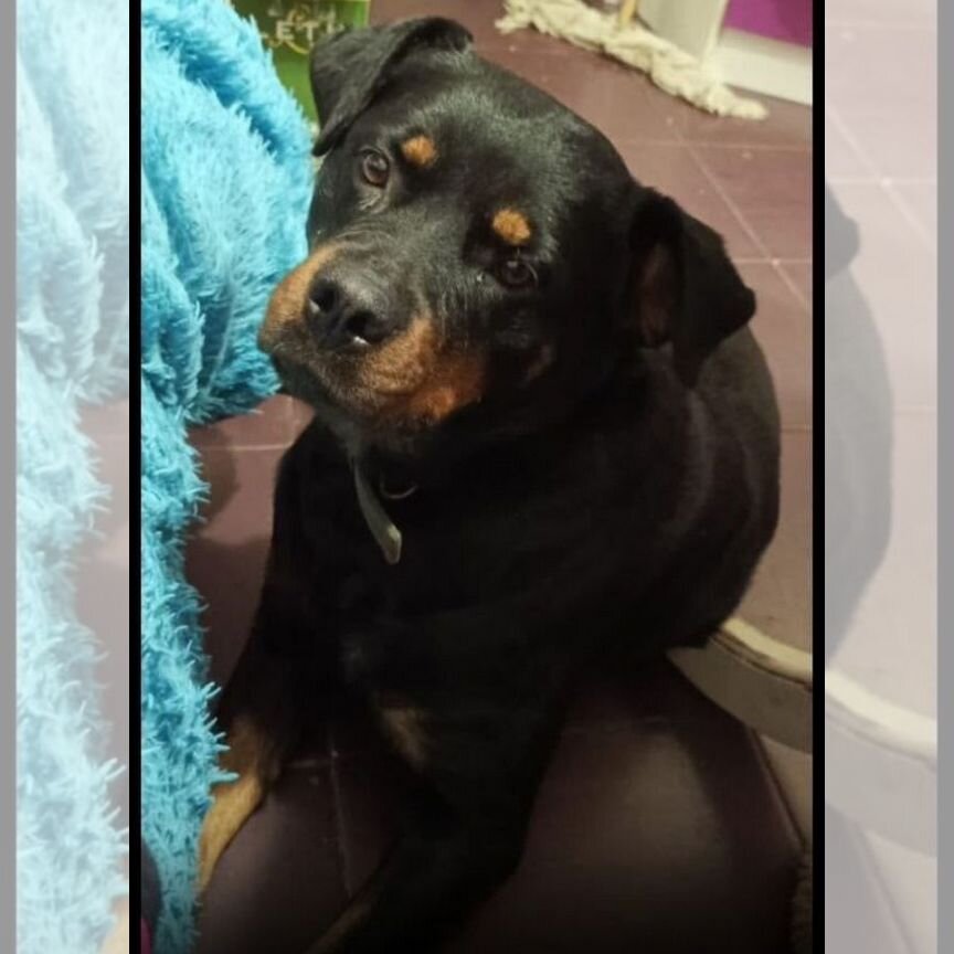 Взрослая собака в добрые руки