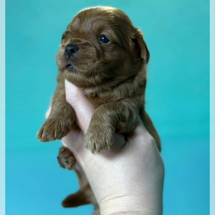 Мальтипу, щенок