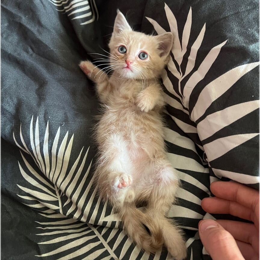 Котёнок в добрые руки