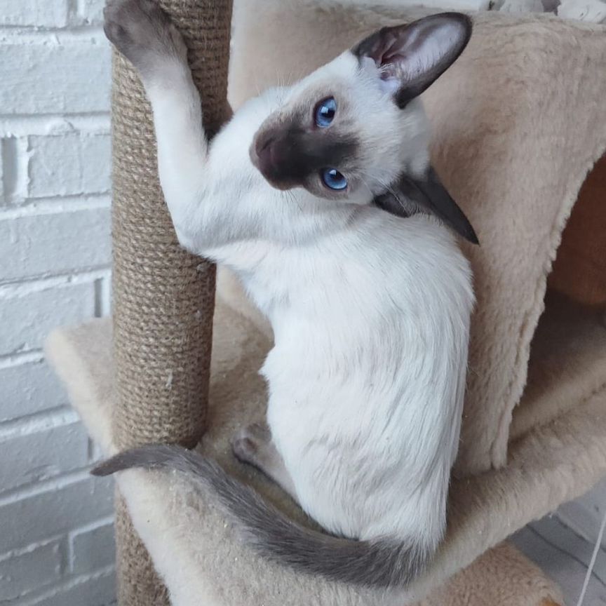 Ориентальный котёнок