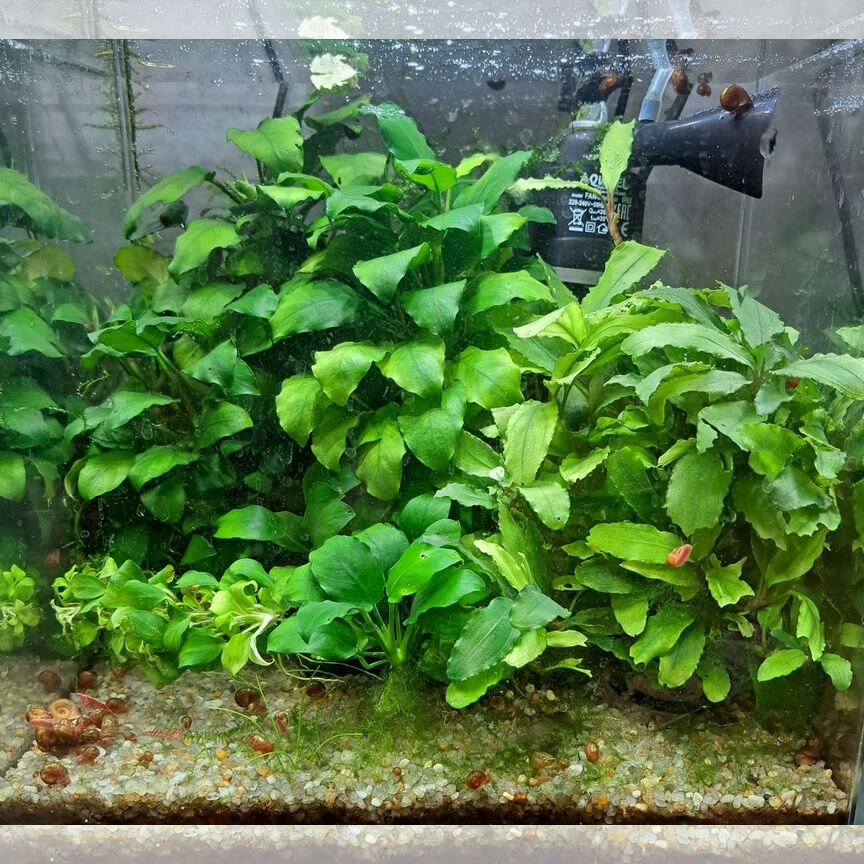 Анубиас, буцефаландра