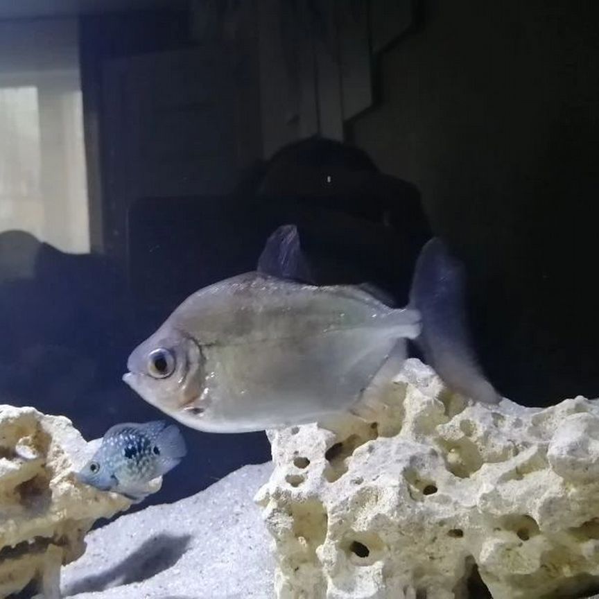 Аквариумные рыбки