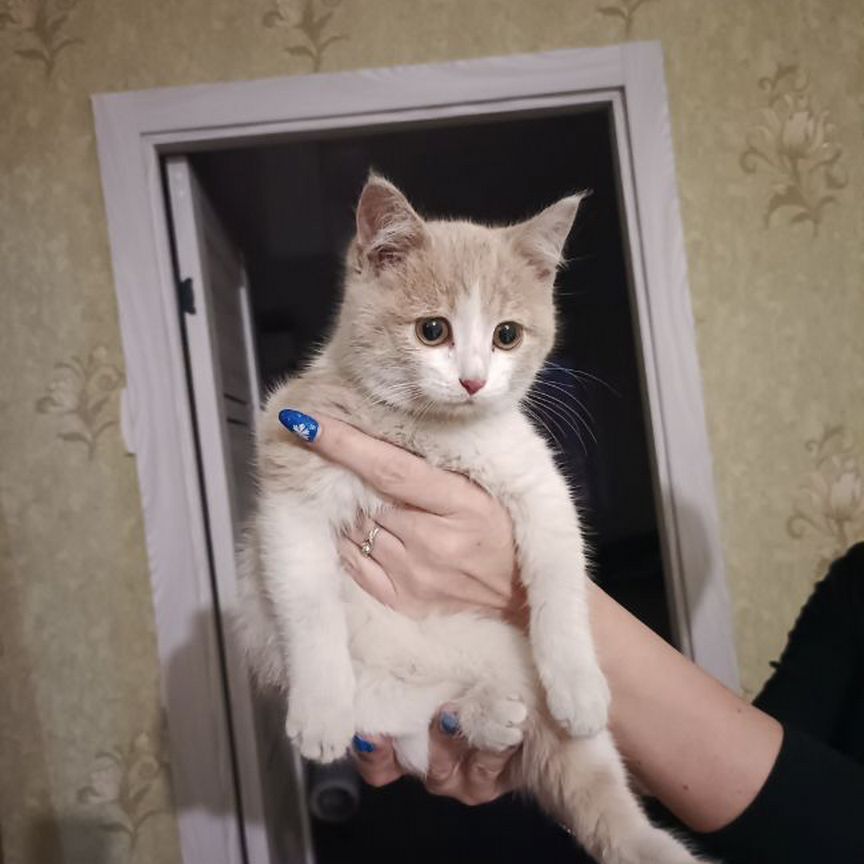 Кошечка в добрые руки