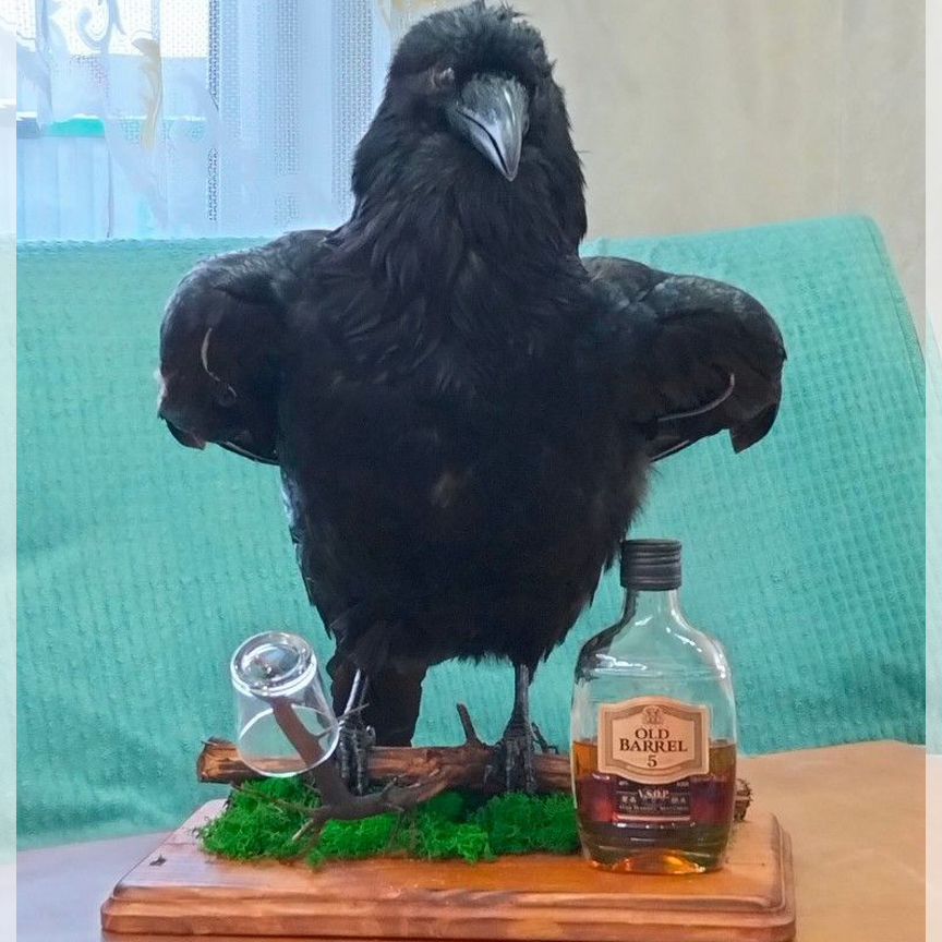 Чучело ворона