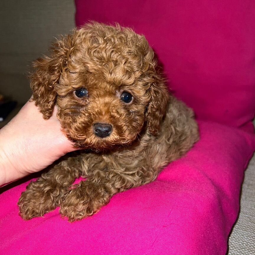 Той-пудель ред браун