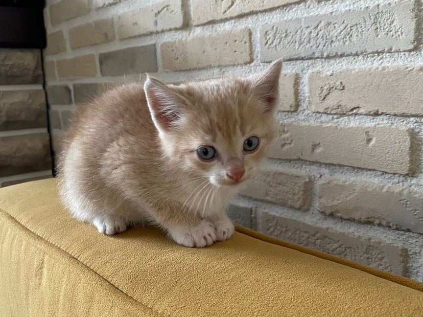 Котёнок 1.5-2 месяца