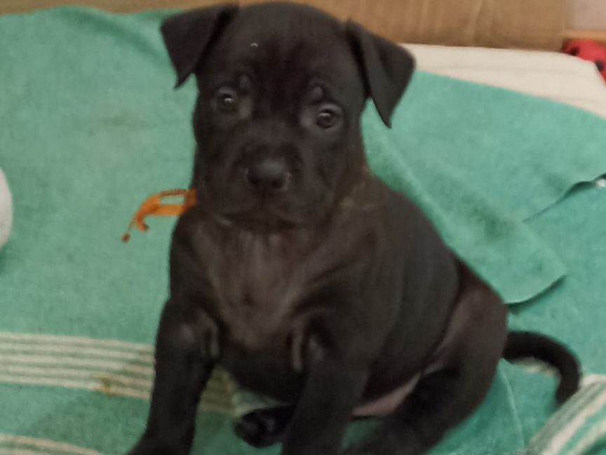 Ка де бо(девочка)