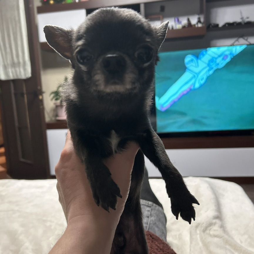 Чихуахуа, взрослый пёс