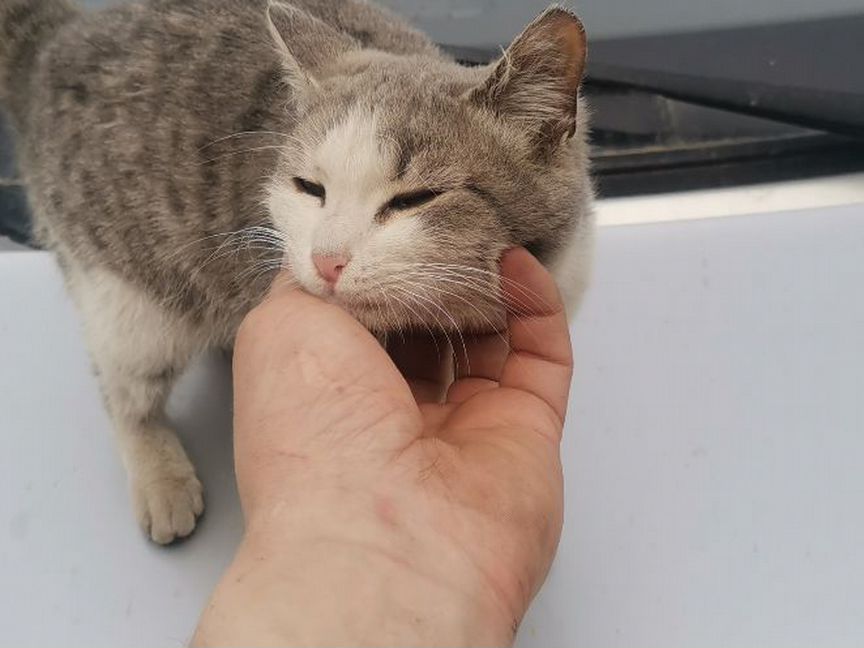 Котенок