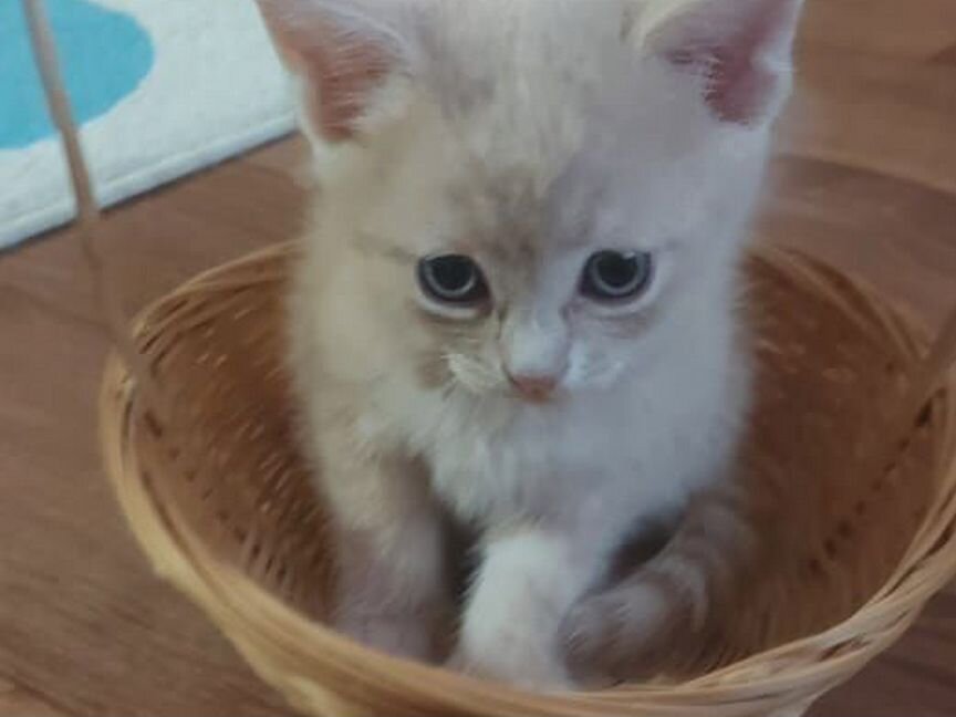 Ми ми котята