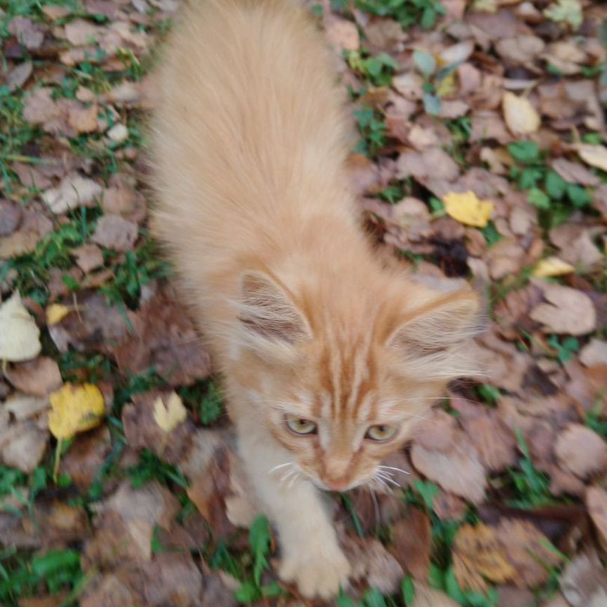 Котята в добрые руки бесплатно девочка
