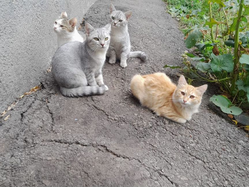 Котята бездомные серо-голубые,рыжие(со Сталеваров)