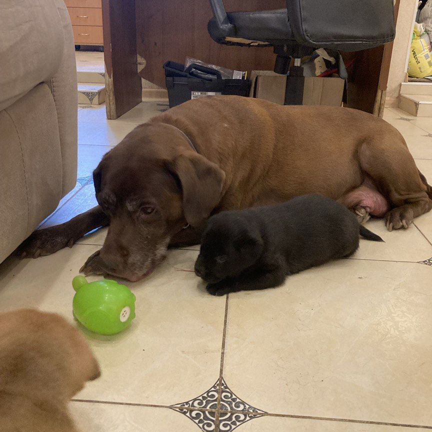 Щенки лабрадора бесплатно