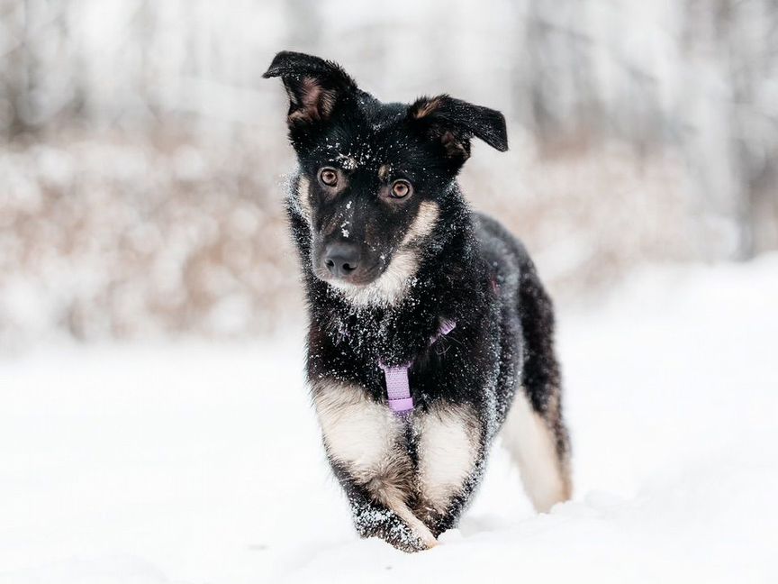 Собака в добрые руки