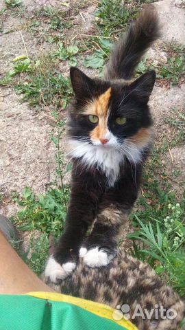 Трёхцветная кошечка на счастье