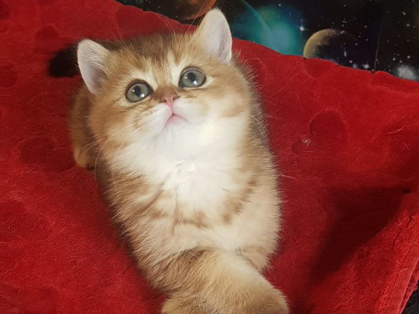 Супер котята золотая шиншилла