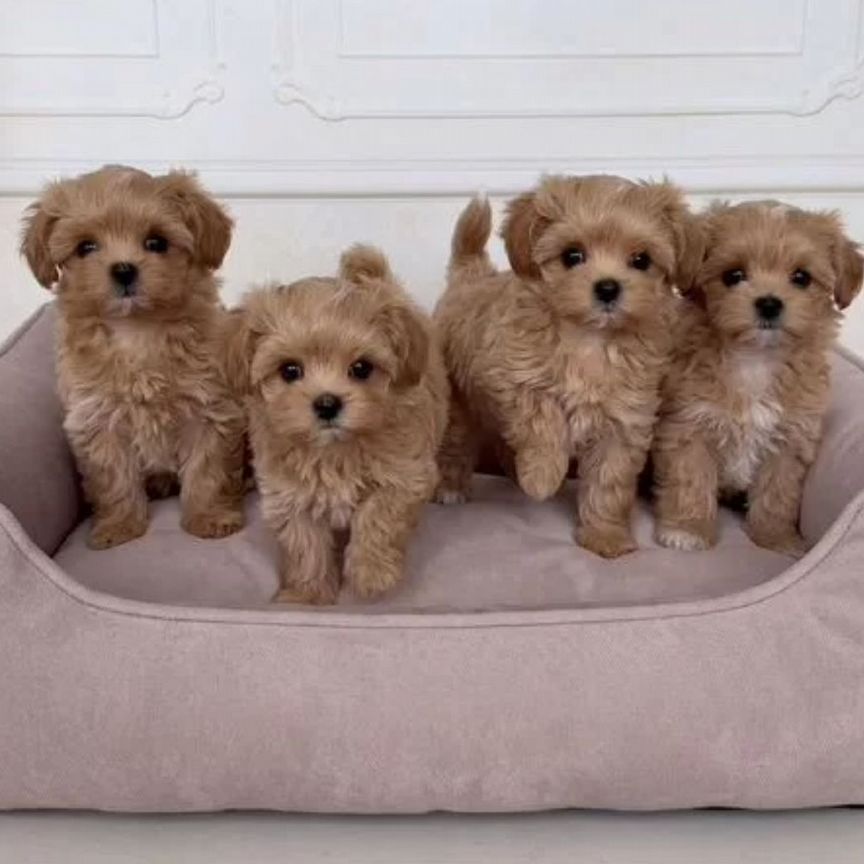 Мальтипу, щенок