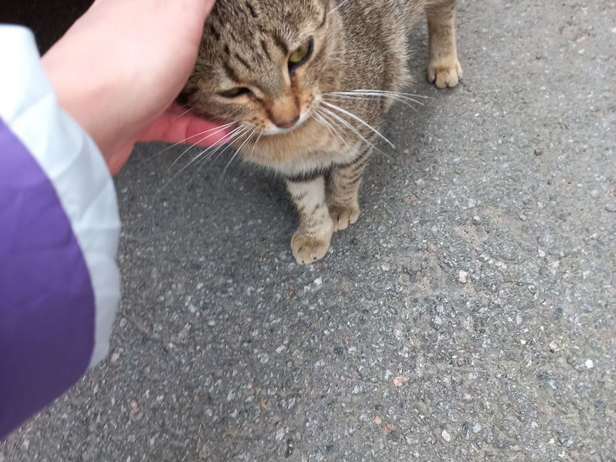 Котенок пропадает на улице