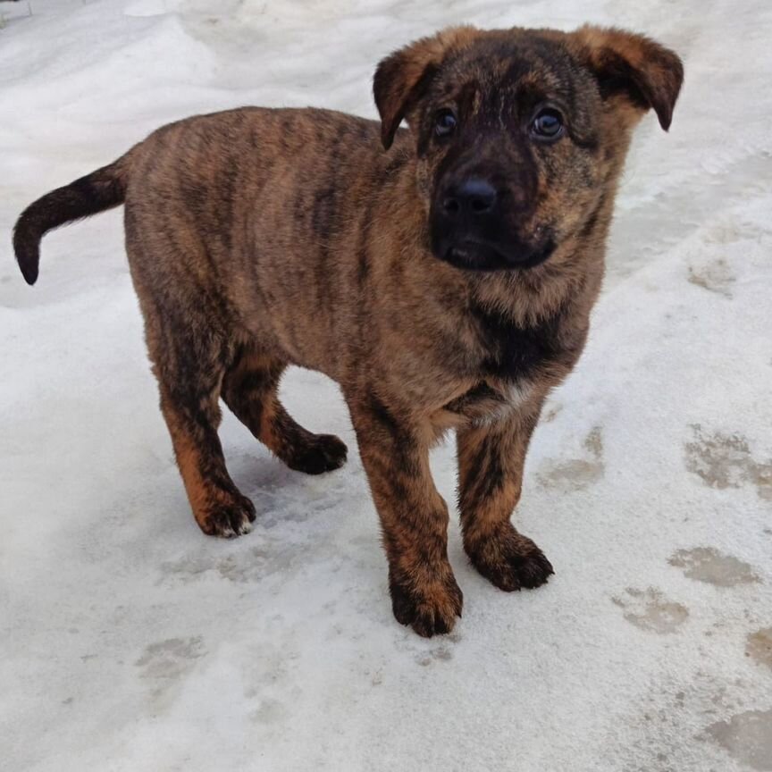 Щенок с помойки Бруно. Спасите парня