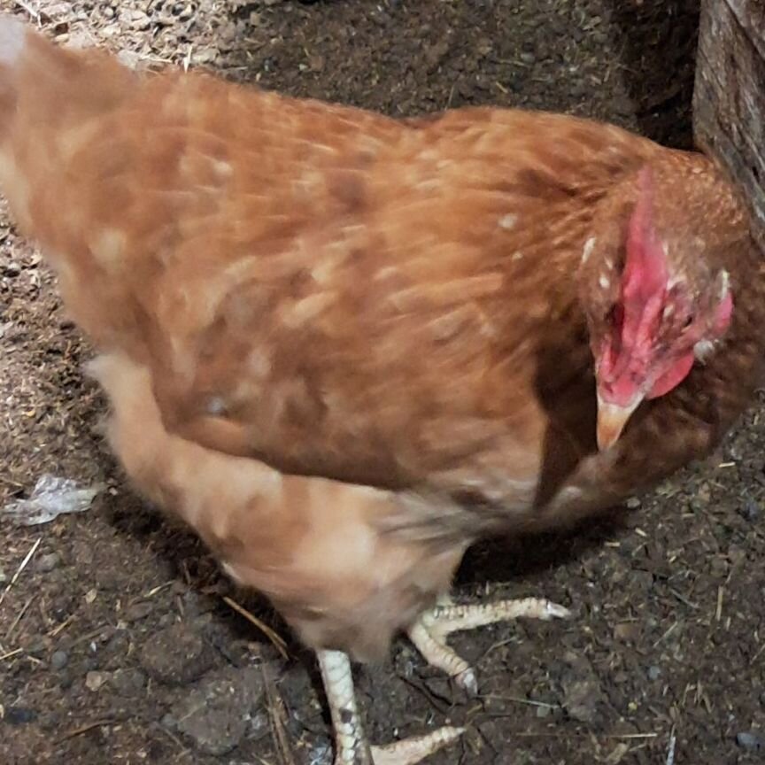 Куры несушки