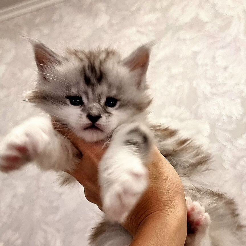 Таормина Котенок Полидакт Мейн кун девочка