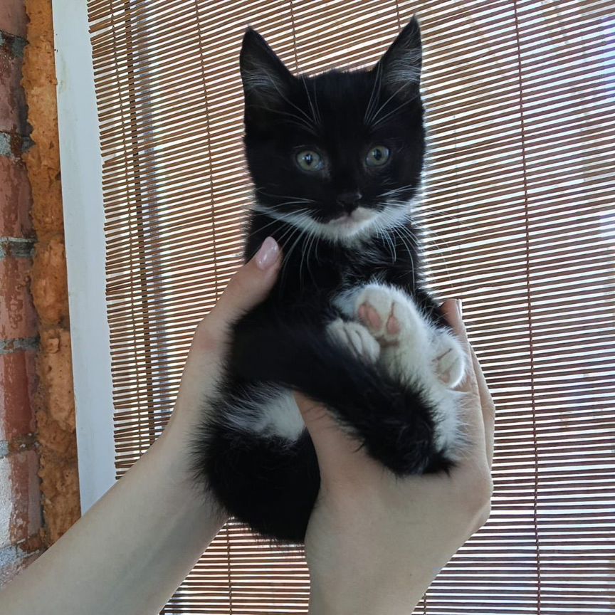 Котята